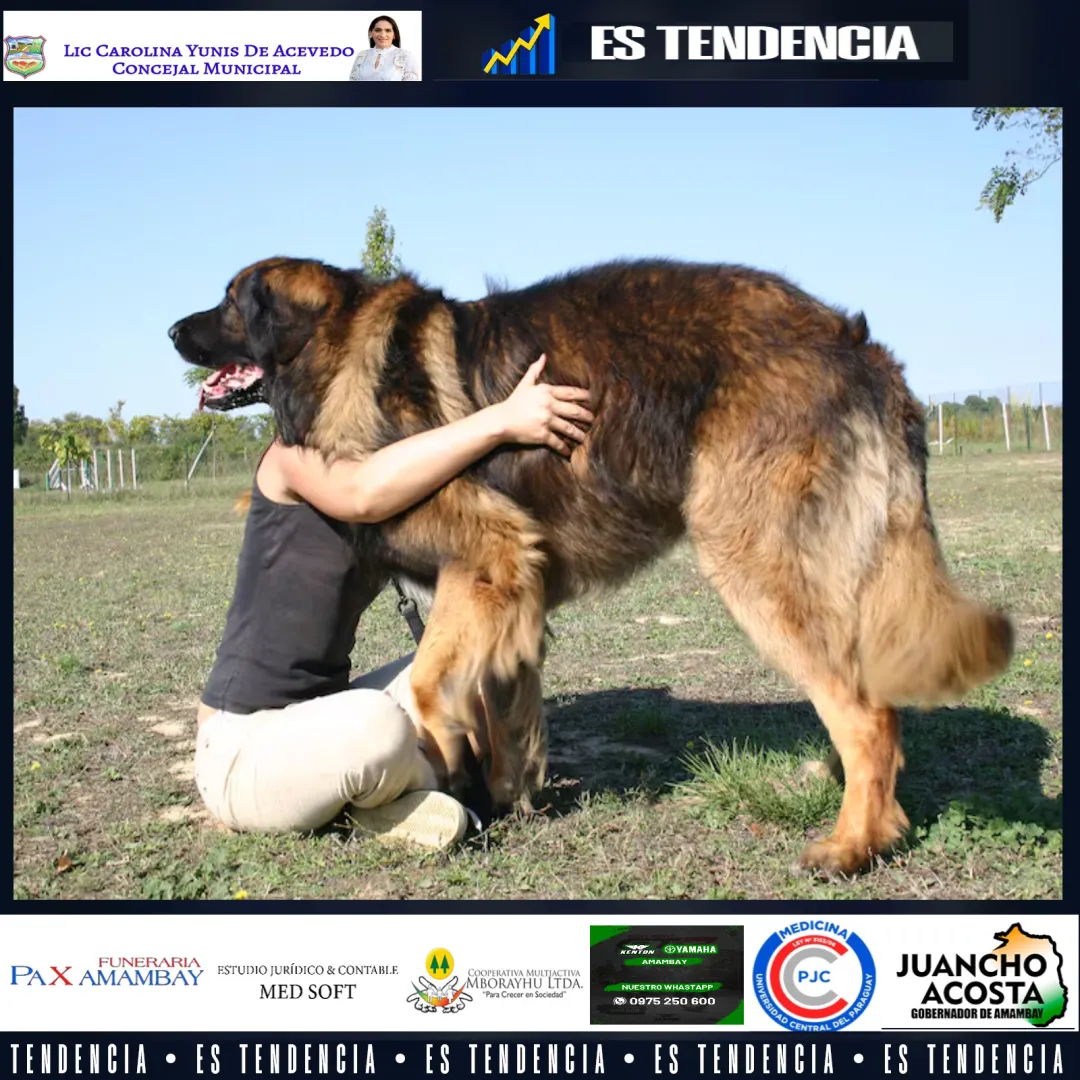 Perro Leonberger: el león manso que adora estar con niños